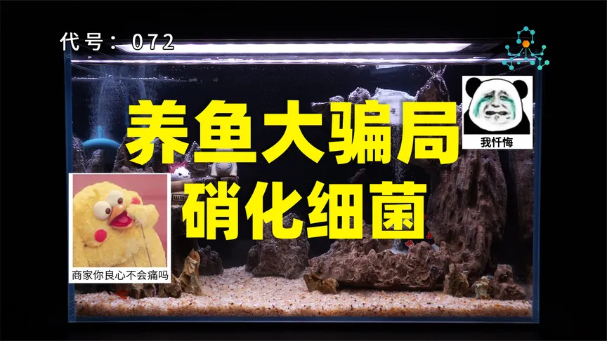 养鱼小白、老鱼友必看,硝化细菌真的有用吗?
