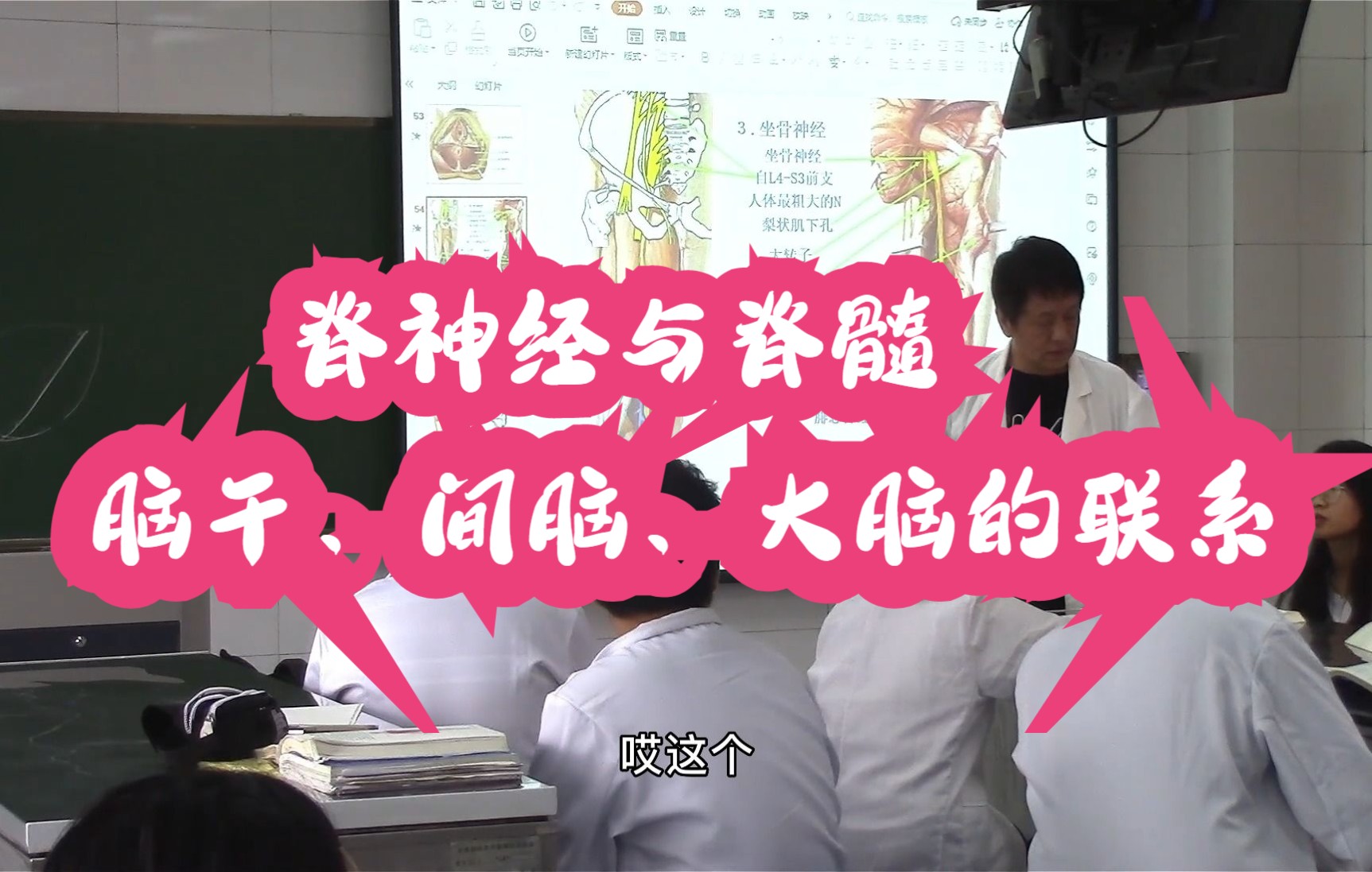 脊神经(各分支)和中枢神经系统(脊髓、脑干、间脑、端脑)的关系