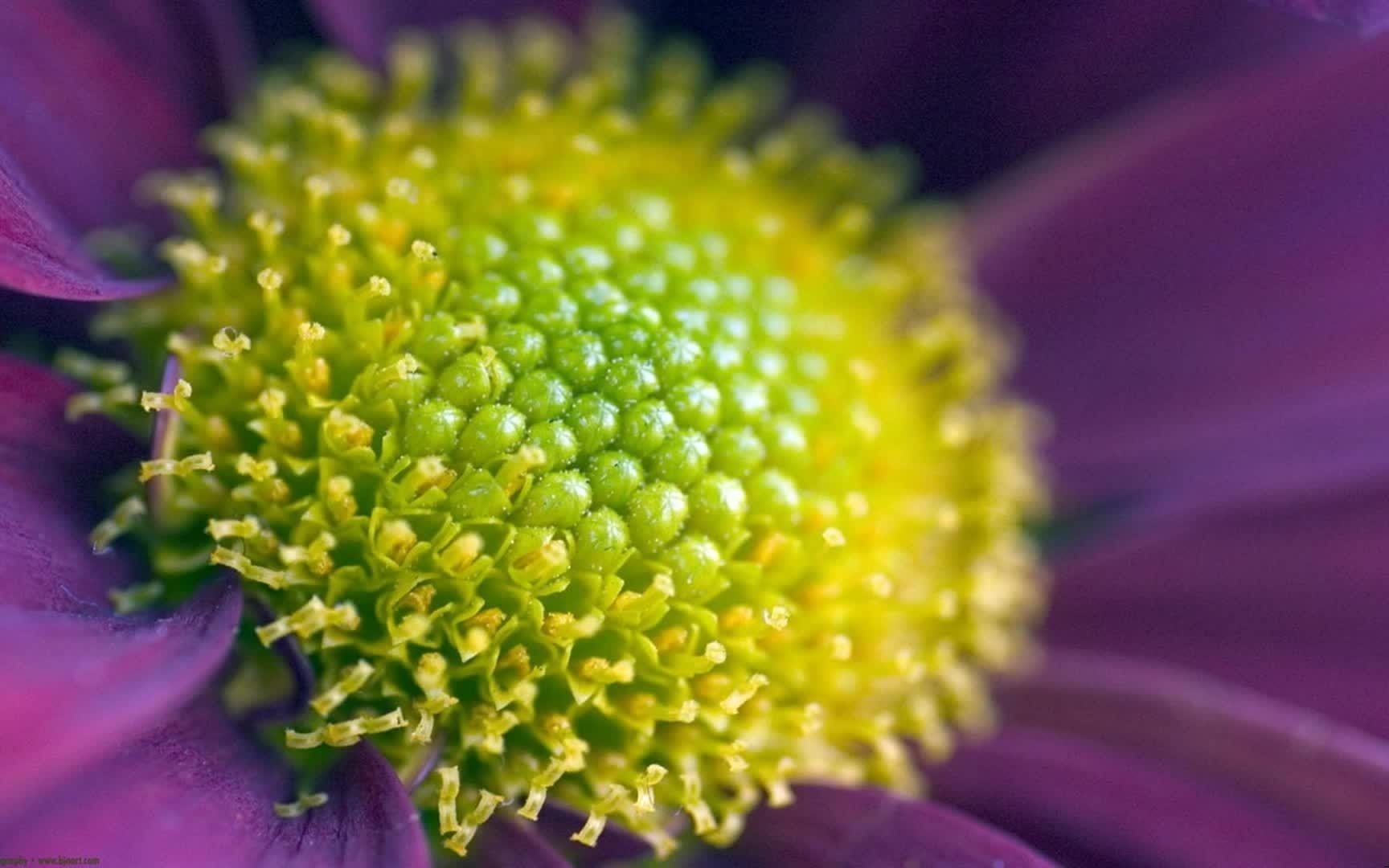 2024年 安徽农业大学090703森林保护学《801植物生理学和生物化学...