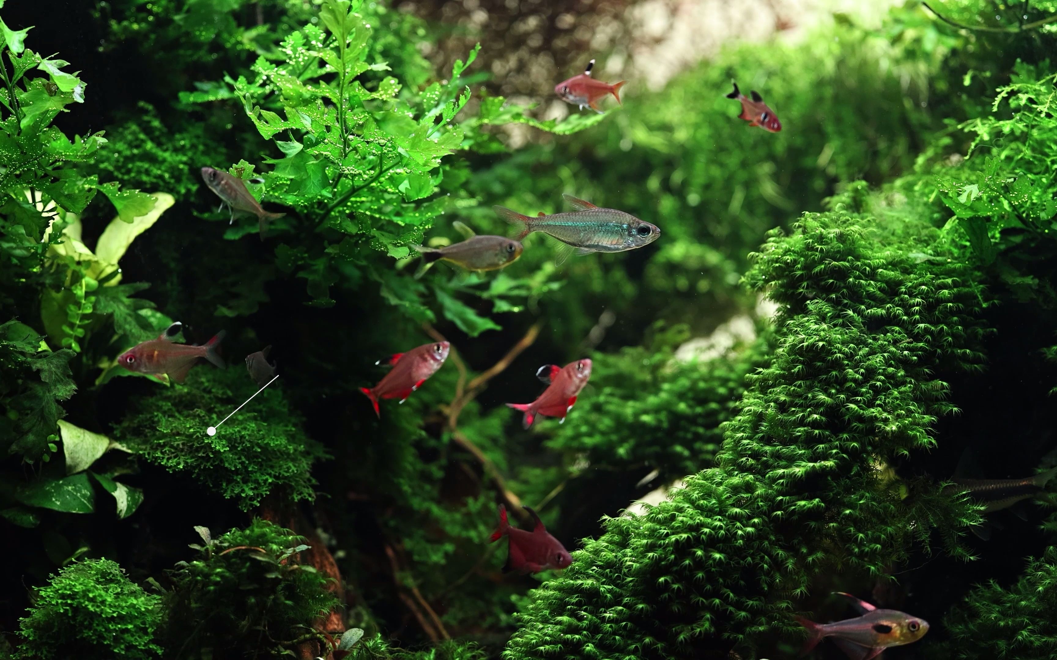 【云养鱼】60缸里的十几种小型鱼(带标注)扯旗为主,夸示美丽