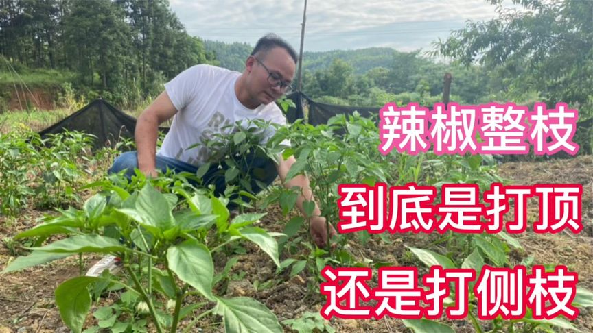 辣椒种植,正确整枝可以有效提升产量,视频很详细,一看就会