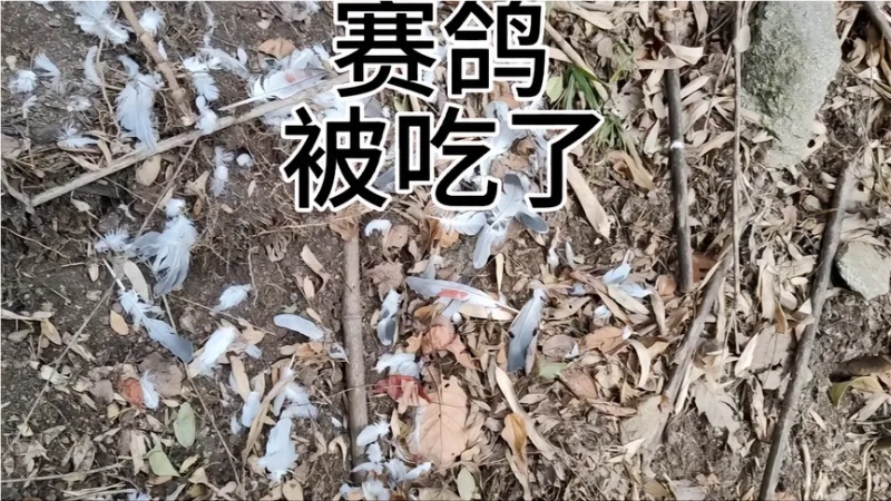 今天上山找桑黄,碰到一只赛鸽被老鹰吃掉了,好好一只鸽子被吃了