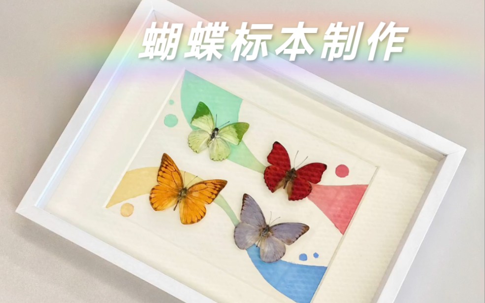 一只蝴蝶的春夏秋冬|装饰画DIY|蝴蝶标本