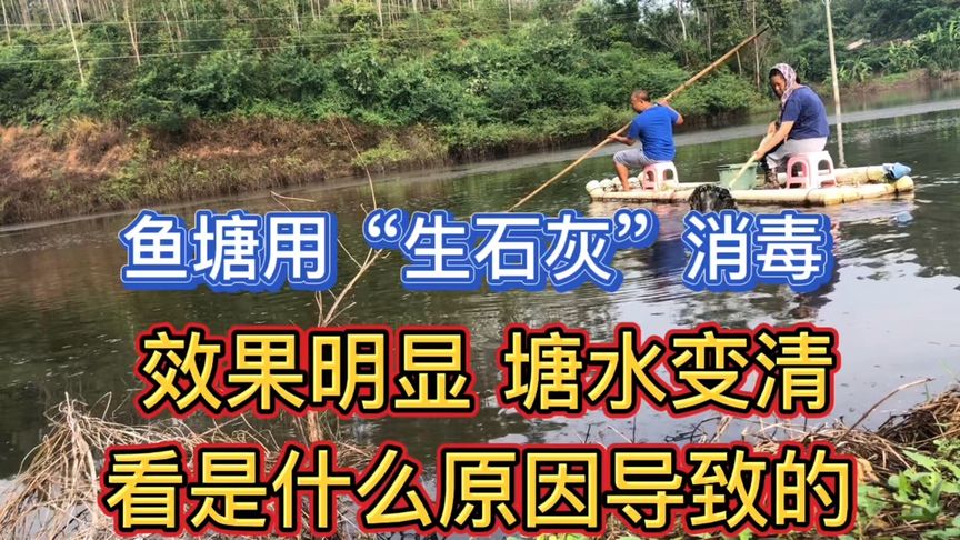 鱼塘用“生石灰”消毒效果明显,鱼塘水变清澈,是这个原因导致的