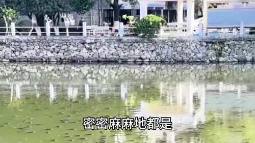 钓鱼途中偶遇河里面的鱼密密麻麻地浮在水面上,这种情况还能钓吗