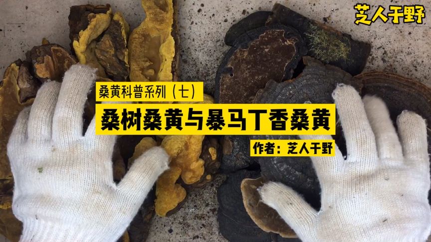 桑黄科普系列(七)辨别桑树桑黄与暴马丁香桑黄