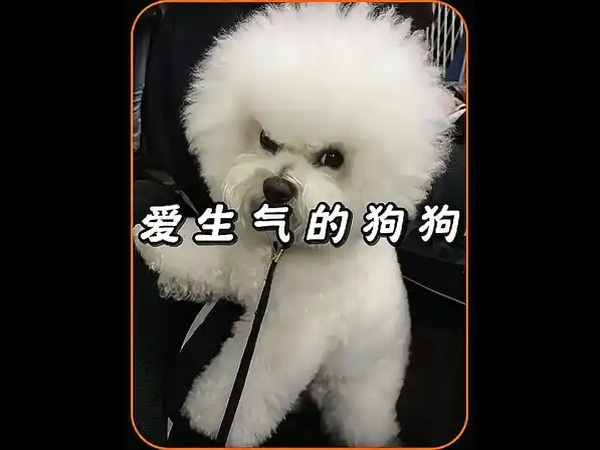 那些爱生气的狗狗,真的太难哄了
