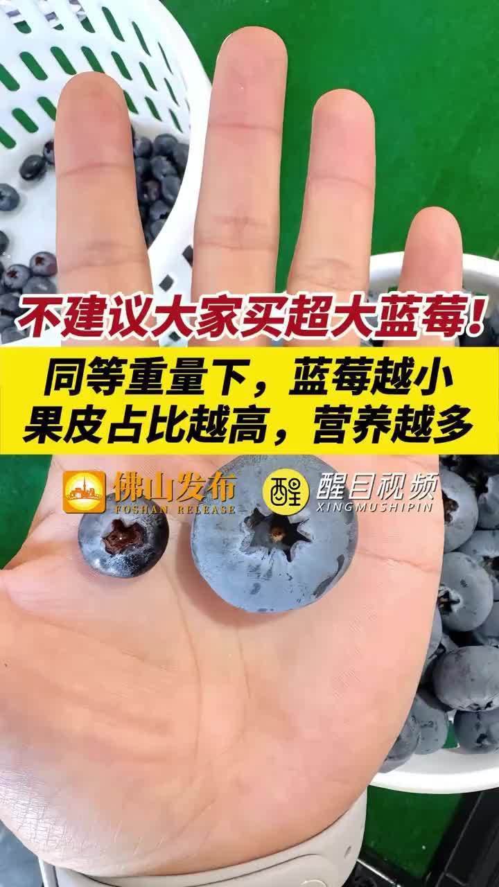 不建议大家买超大蓝莓!同等重量下,蓝莓越小,果皮占比越高,营养越多!