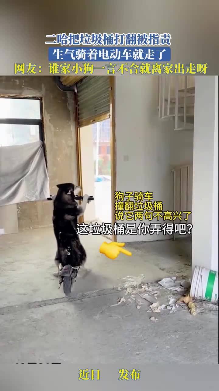 二哈把垃圾桶打翻被指责,生气骑着电动车就走了