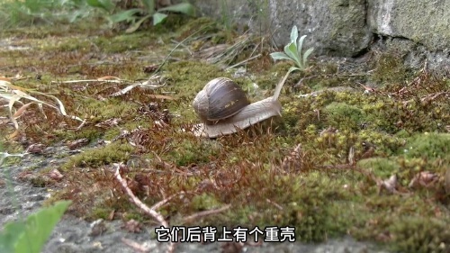 不同物体移动速度对比,超出你的想象