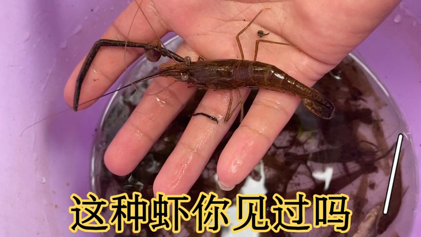 在淹死过人的深水库放了几个地笼看到了收获后太意外
