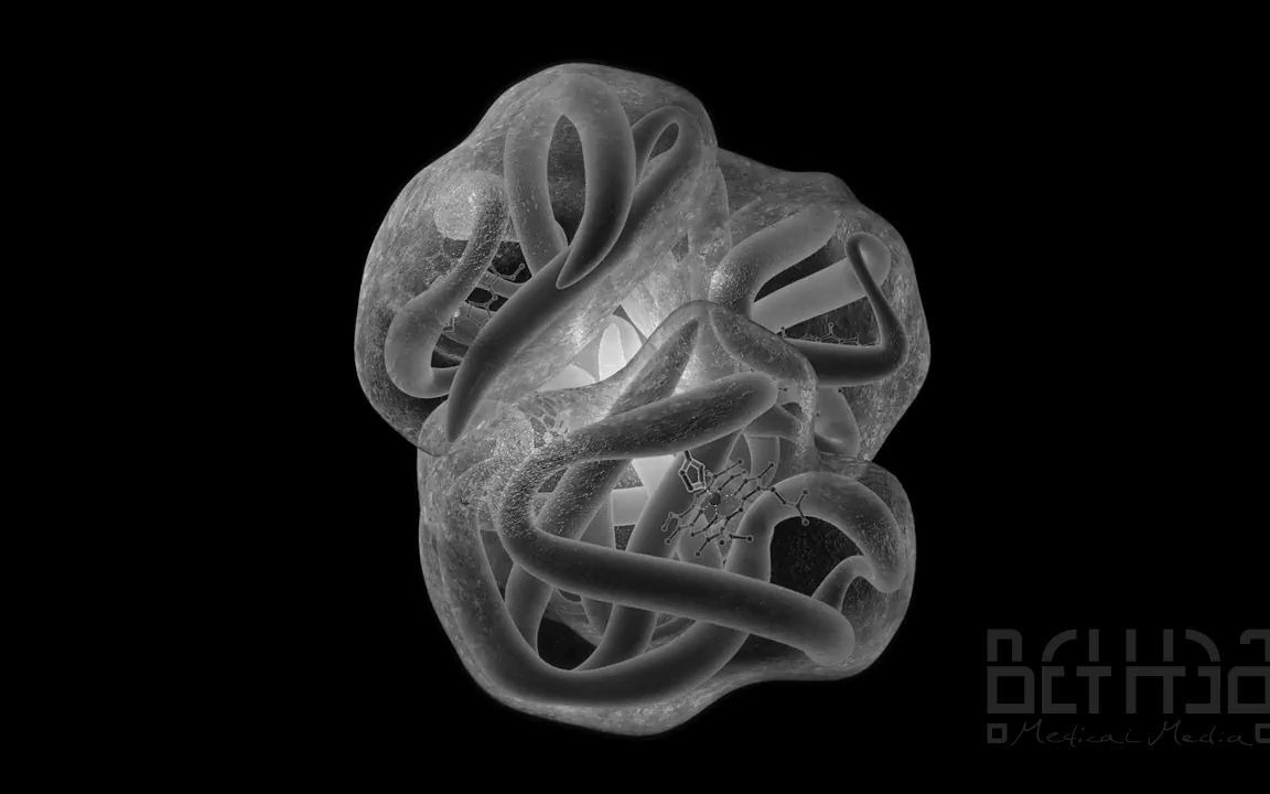 生物动画之血红蛋白