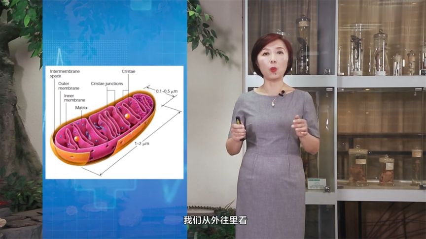 医学生物学:6.1线粒体—线粒体的动态性与超微结构