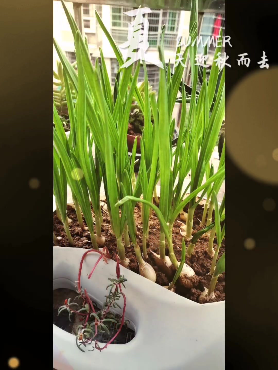 #随手拍秋天#一个星期大蒜的成长记录8