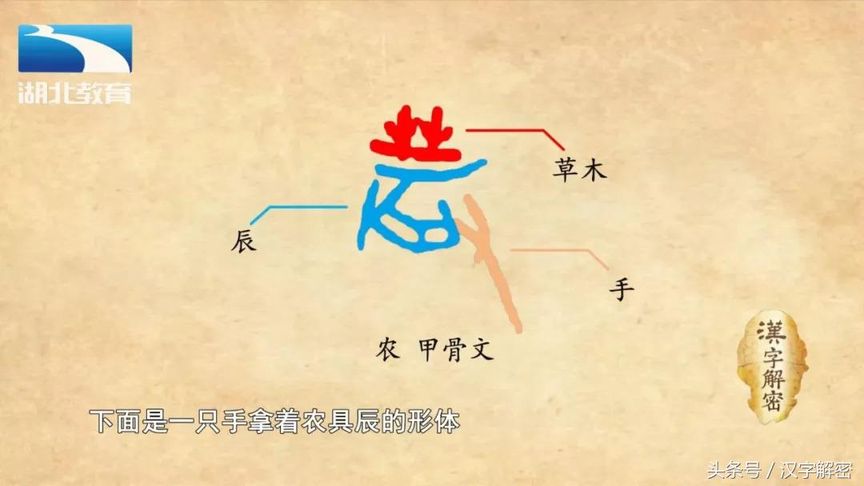汉字解密|辰:“辰”字的古文字字形里竟然有蚌壳的形象!