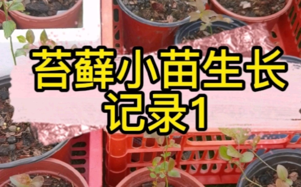 蓝莓苔藓小苗生长记录1,长势良好,全部养活。