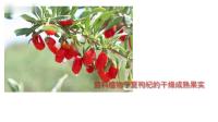 菊花枸杞决明子茶,养肝护肝还得看它!