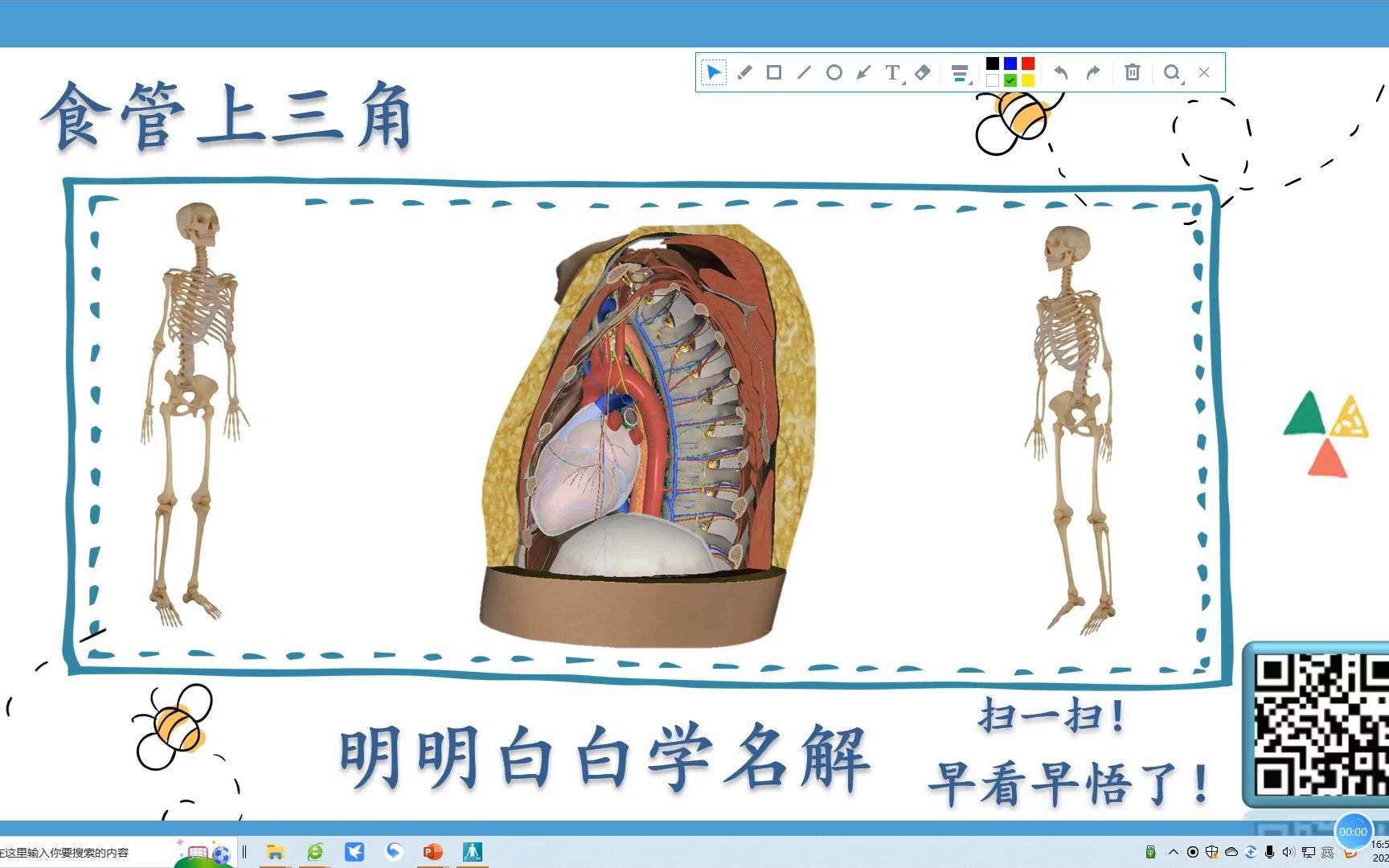 明明白白学名解—食管上三角(局部解剖学)