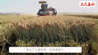 你了解杂交水稻吗?知道它是怎么诞生出来的吗?