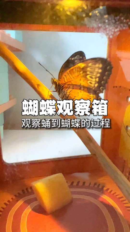 破茧成蝶,孩子看到都会惊喜的礼物,亲眼见证蝴蝶破茧的过程,感受生命.