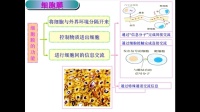 细胞膜的结构和功能