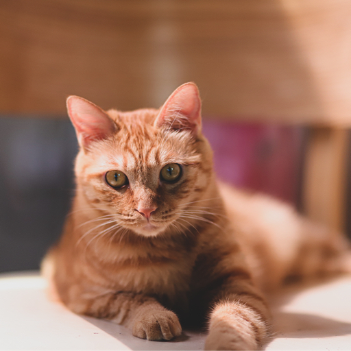 一位即将面对现实的稳健少年 