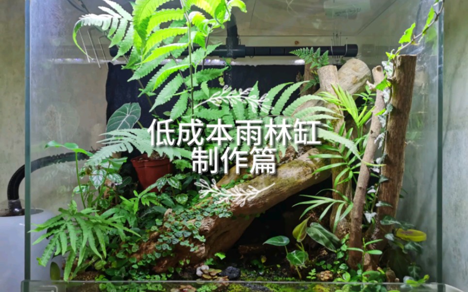 低成本雨林缸-制作篇
