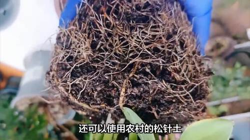 假期回农村,挖点松针土,一分钱不用花,养花非常好用!