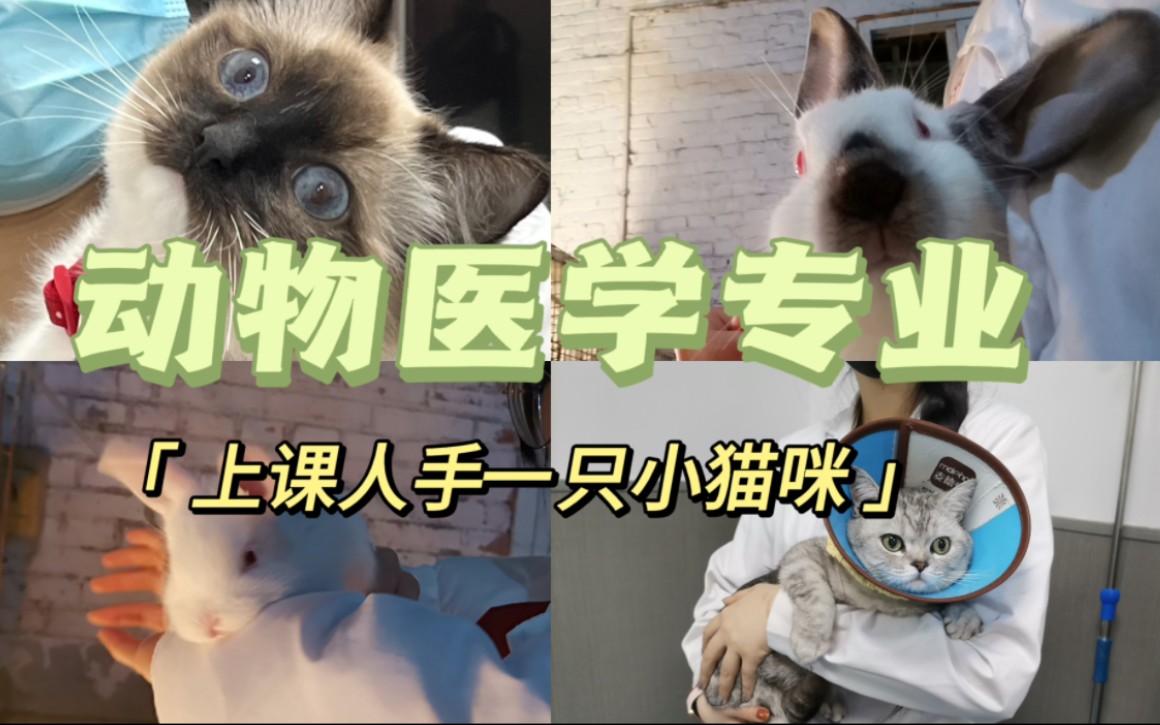 动物医学专业都要学些什么,上课人手一只小猫咪…