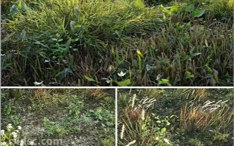 131个草丛植物杂草3D模创意场景3D模型素材,MAX、FBX格式