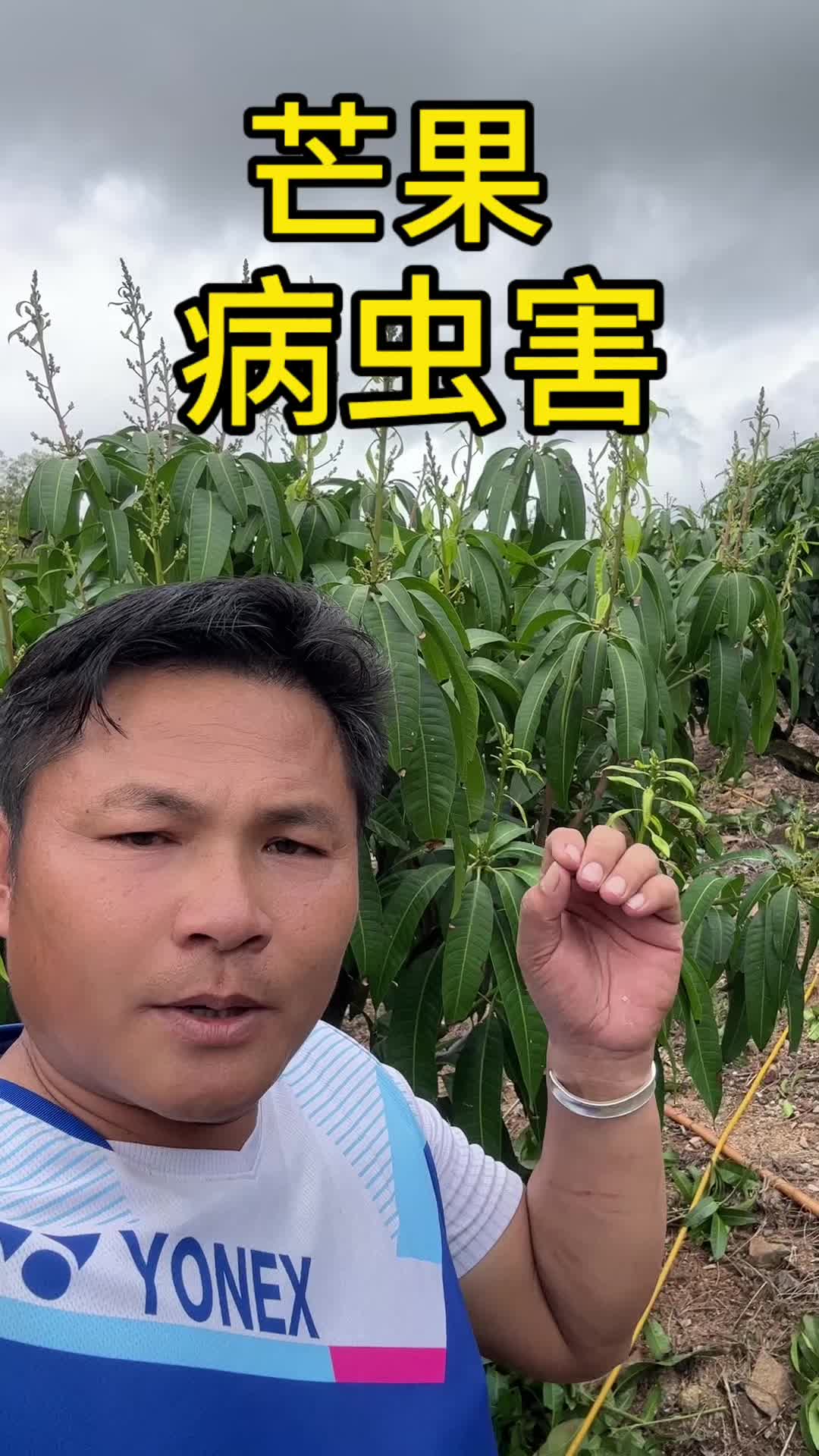 芒果病虫害防治#芒果种植技术 #芒果管理#赐刀