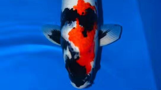 如何给锦鲤鱼做麻醉开刀手术,全过程!