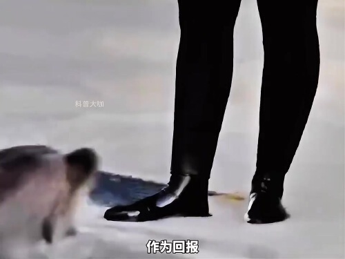 这只海豚非常善于欺骗动物海豚