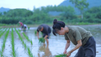 李子柒:这是水稻的一生!油管网友:在遥远的东方,生活很有趣味