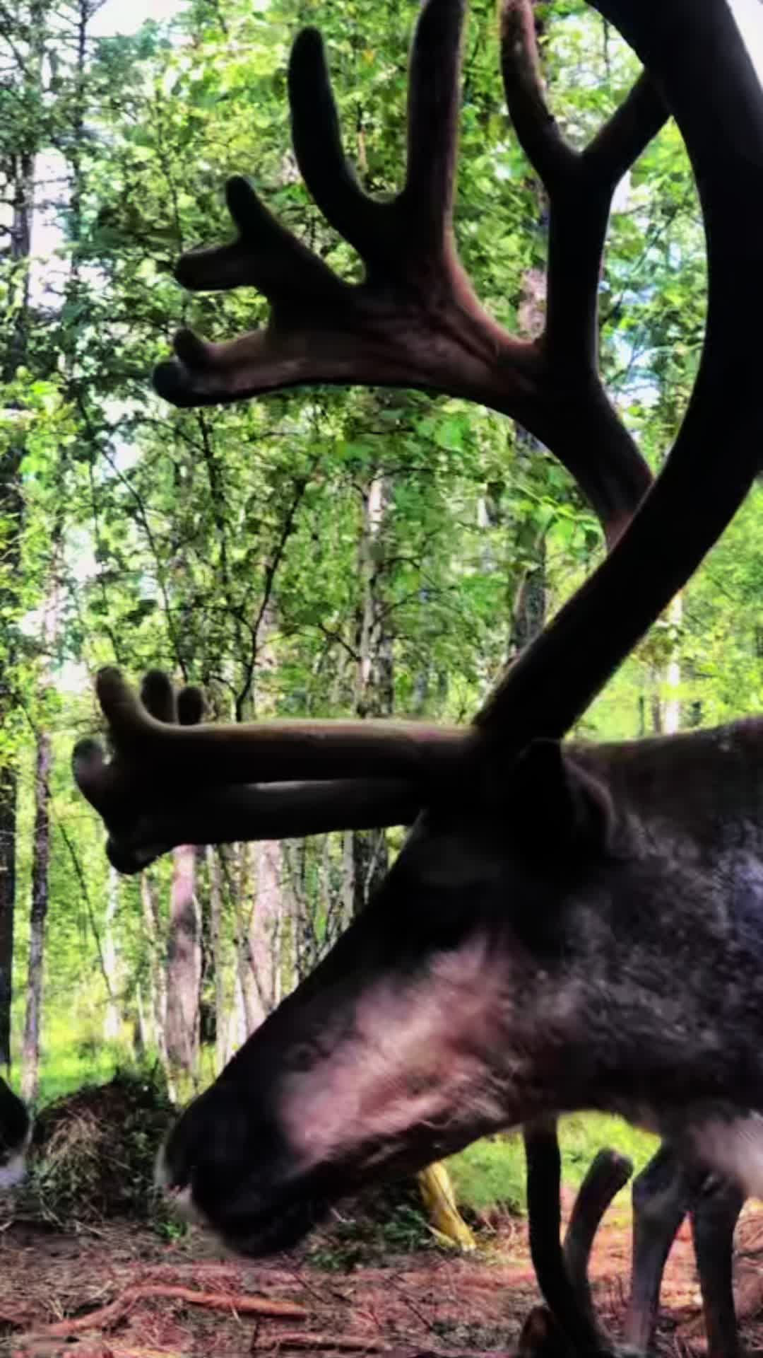 在大兴安岭地区的深处流传着古老的狩猎文化,狩猎文化的守护和传承...