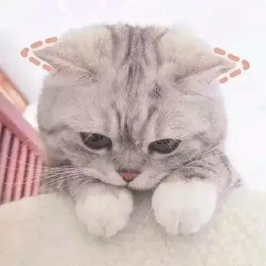 猫小喆丶 