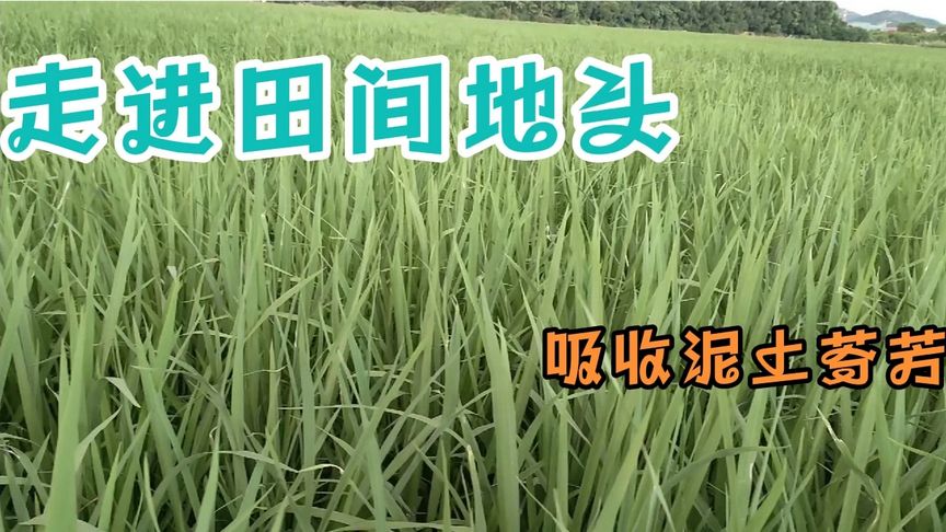 作为北方人第一次见水稻田,走进水田间地头感受稻田中的美景