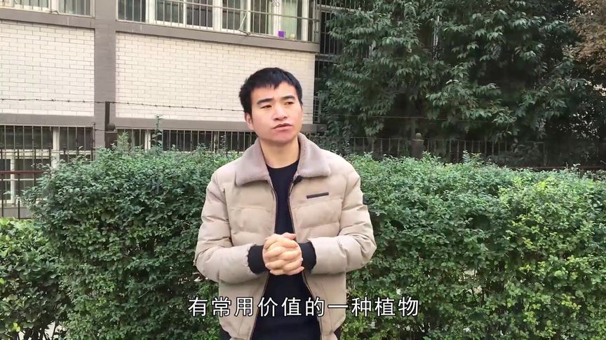 常用的庭院绿篱—女贞,对我们日常作用很大,一般人不知道