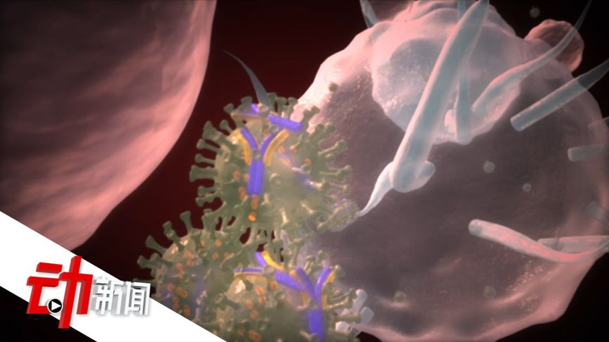 动画还原新型冠状病毒感染人体全过程:狡猾藏匿、善于伪装
