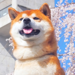 鱼刺_i 