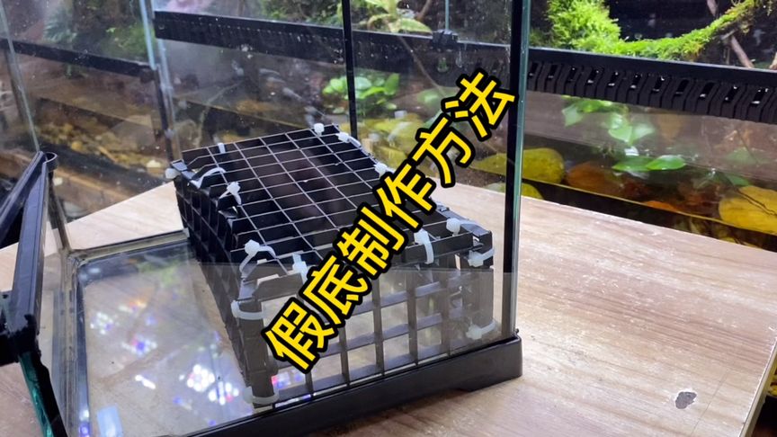 #雨林缸 #雨林缸制作方法