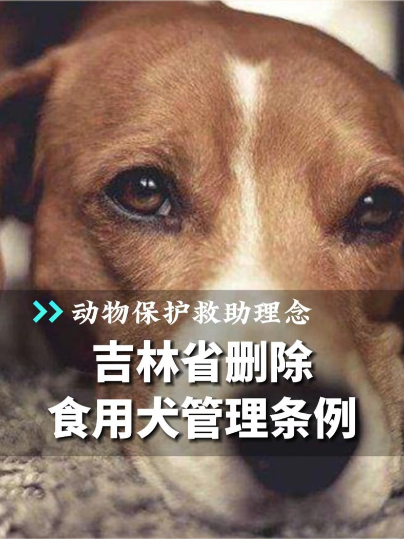 吉林省将“食用犬”从《吉林省畜禽屠宰管理条例》中删除