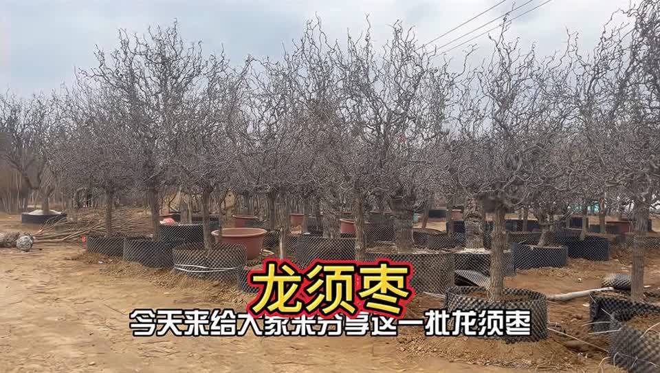 沂蒙小镇是有名的果树苗木基地,龙须枣大小规格都有