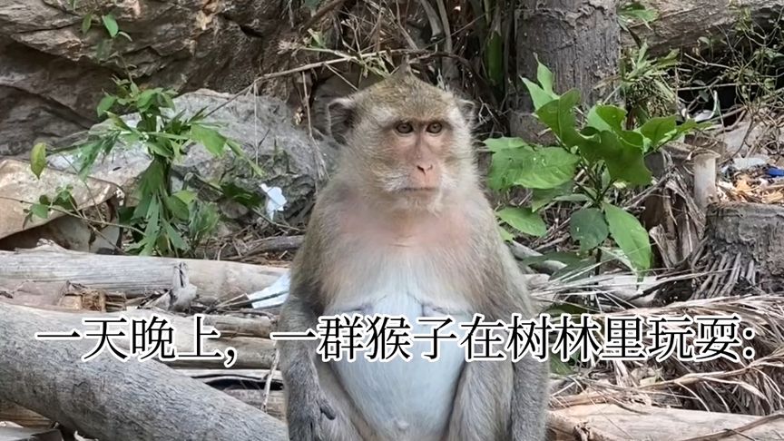 寓言故事《猴子捞月亮》