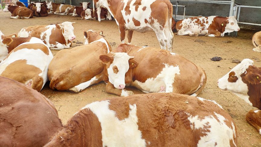 如今很多养牛人选牛的时候进入误区 到底什么样的才算好牛呢?