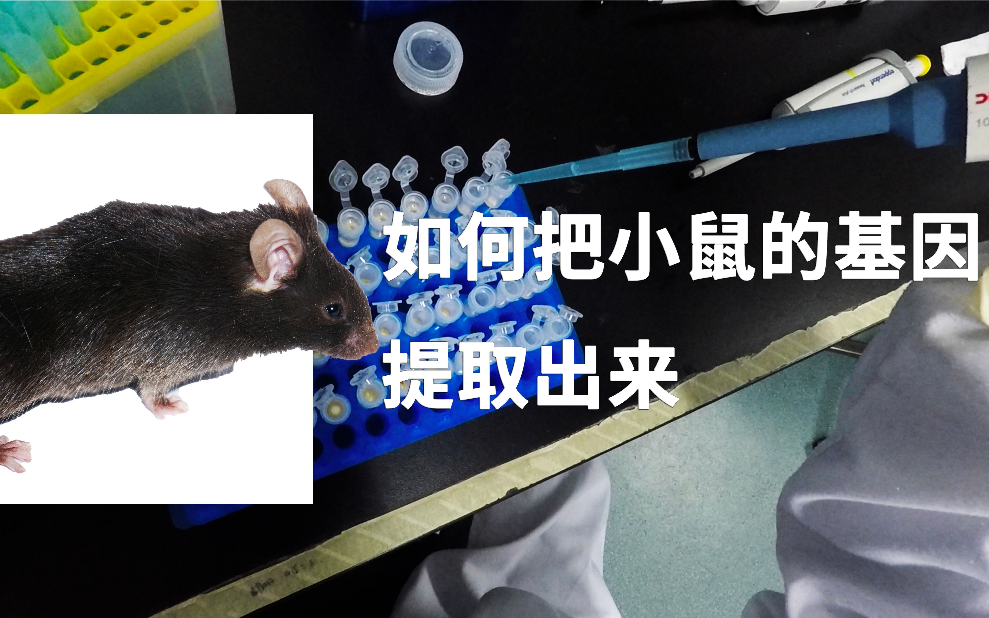「科研」如何把小鼠的基因提取出来?