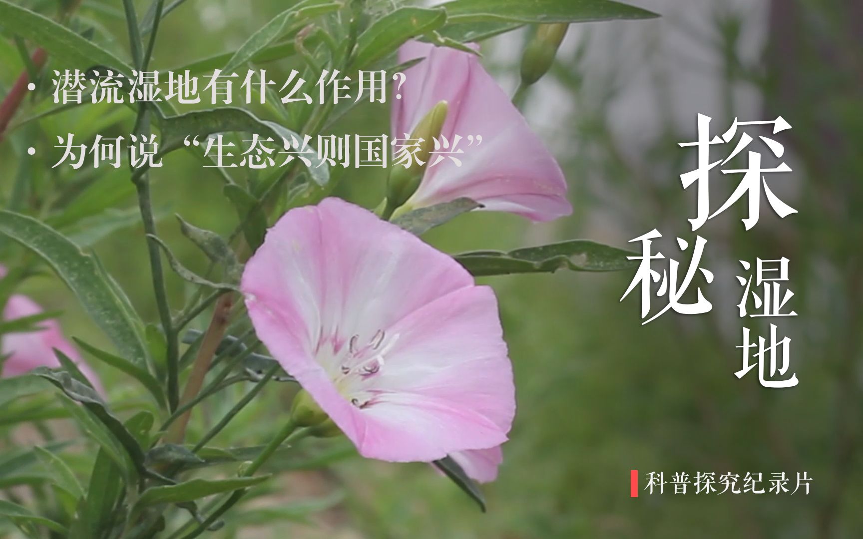 《探秘湿地》潜流湿地有什么作用?