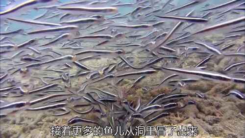 数以亿计的鱼儿涌出洞口,海底出了大事赶海海洋生物动物世界