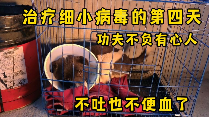 小狗染上细小病毒的第四天,自己给狗狗输液,三瓶水输了多半天