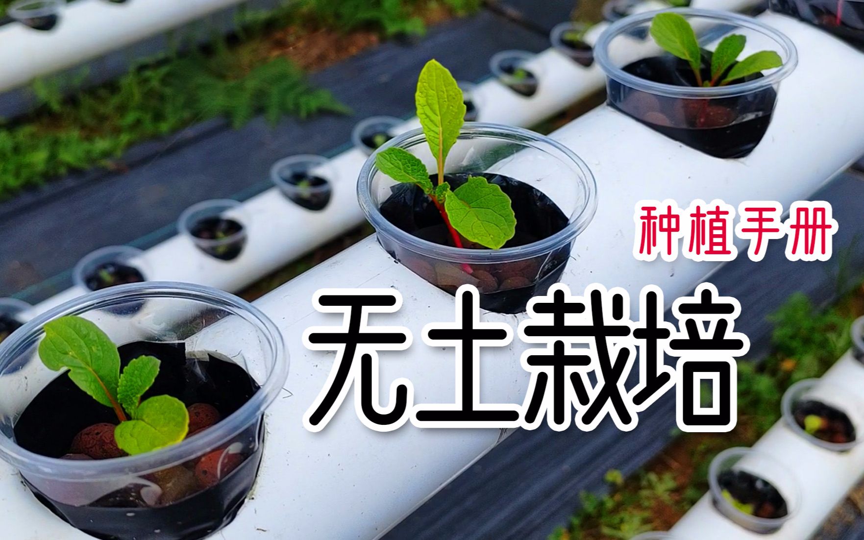 水培种菜具体怎么种?催芽、育苗、定植,营养液,教你一步到位!